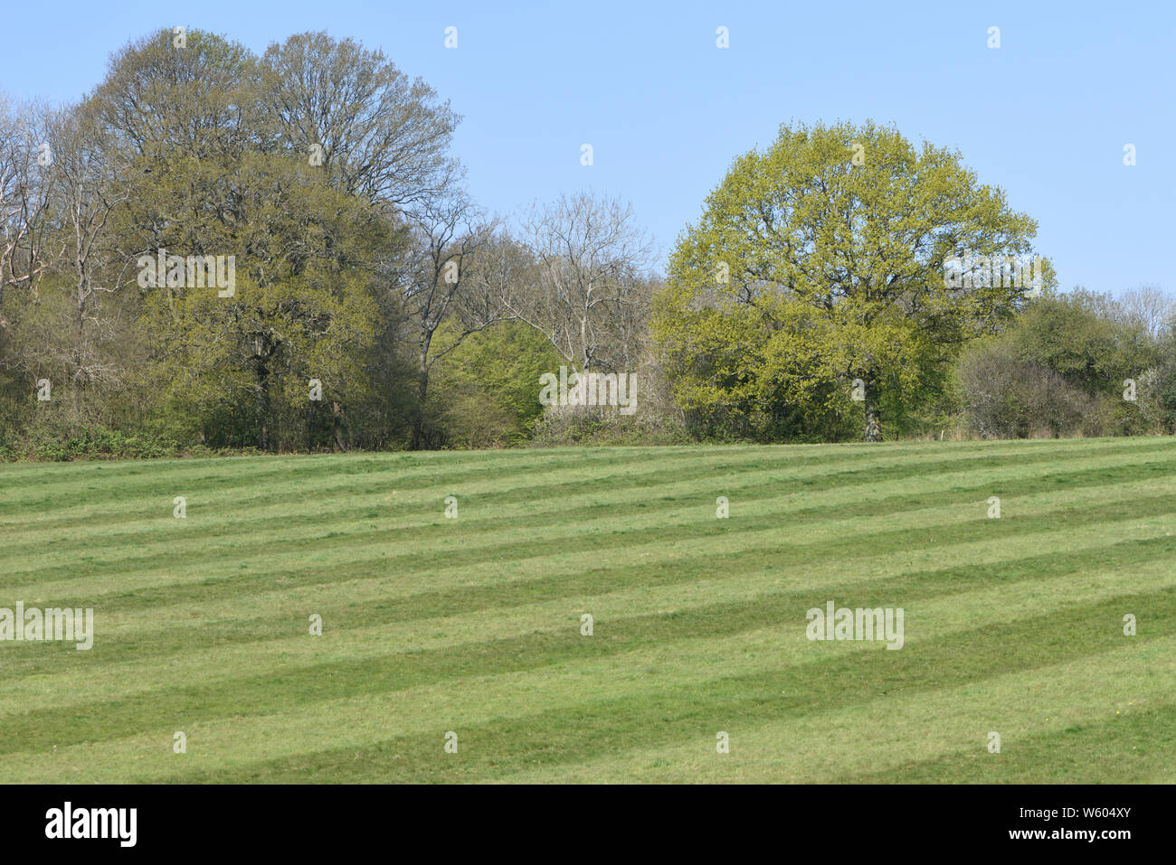 A newly harrowed hay field in April. Bedgebury Forest, Hawkhurst. Kent ...