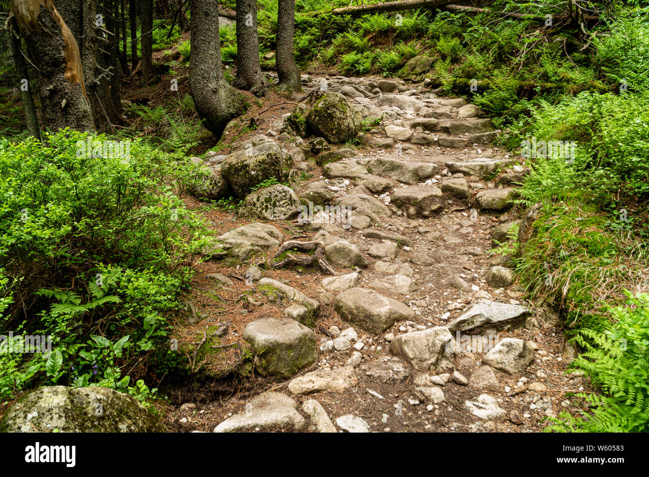 Forest foot path with rocks Stock Photo - Alamy
