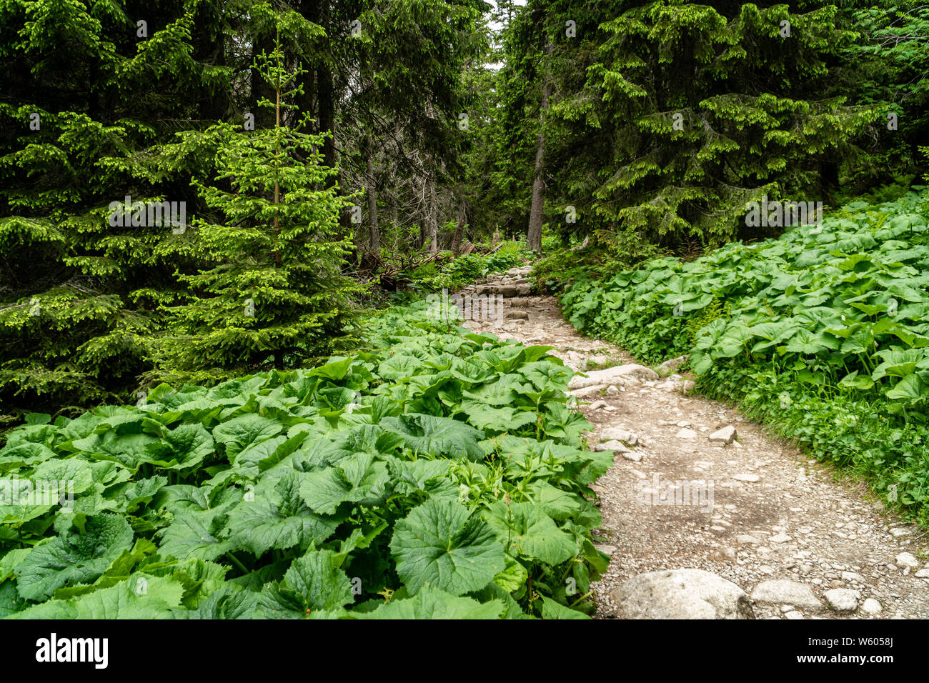 Forest foot path with rocks Stock Photo - Alamy