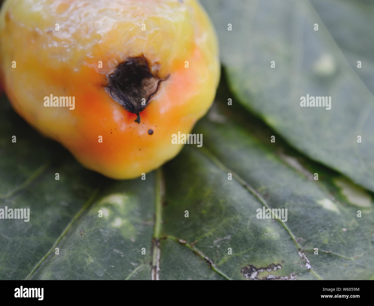 Bacterial spot hi-res stock photography and images - Alamy