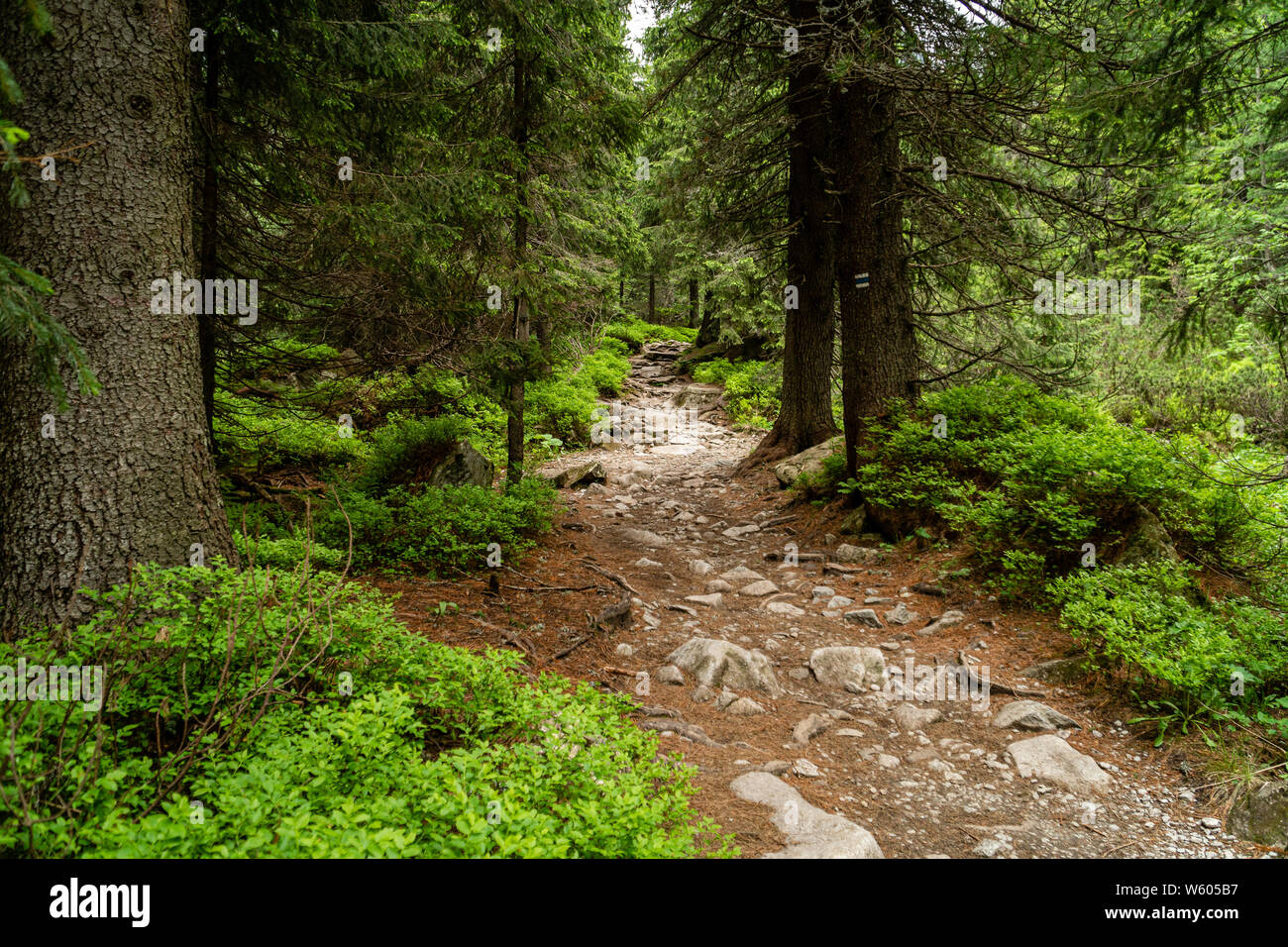 Forest foot path with rocks Stock Photo - Alamy