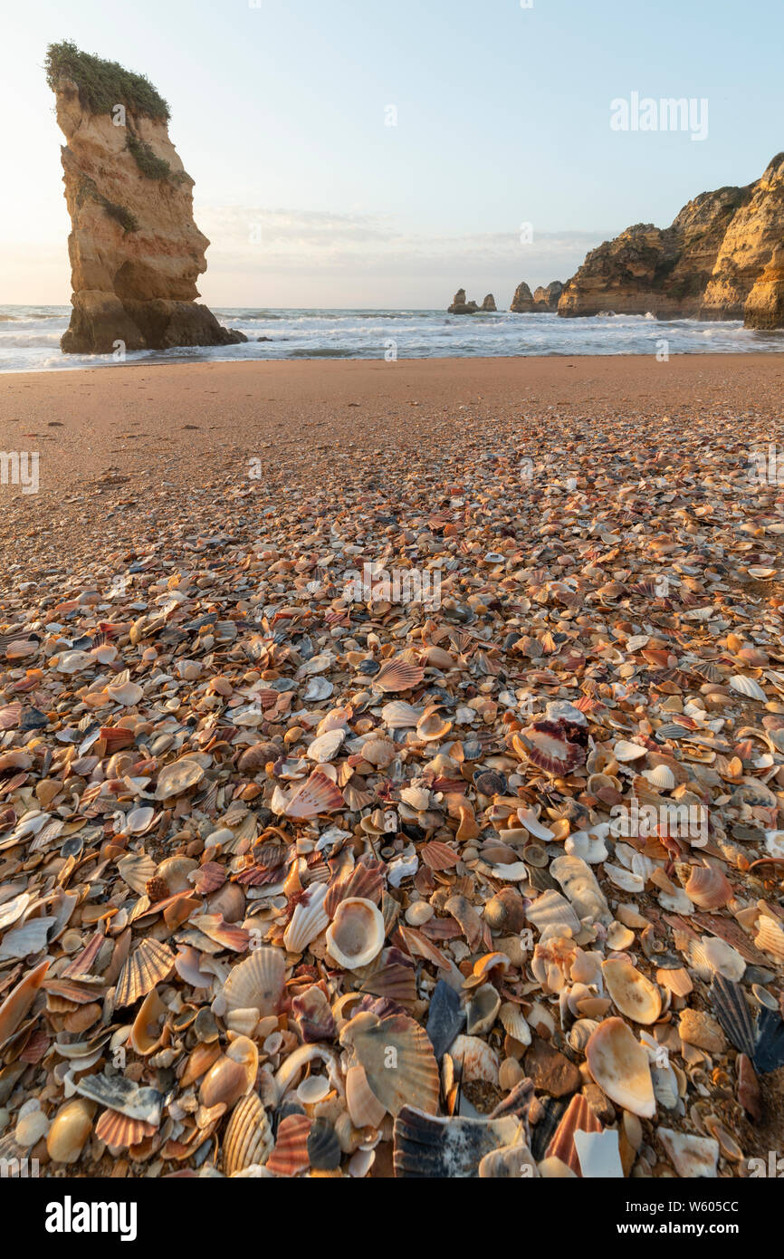 Europe; Iberia; Portugal; Algarve, Lagos, coast, sea shells Stock Photo ...