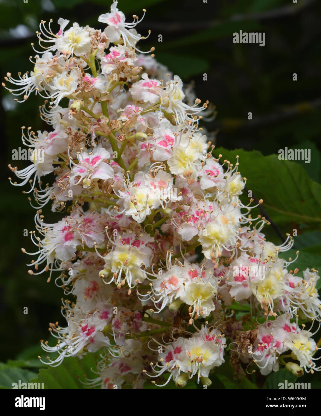 Pink horse chestnut aesculus hi-res stock photography and images - Alamy
