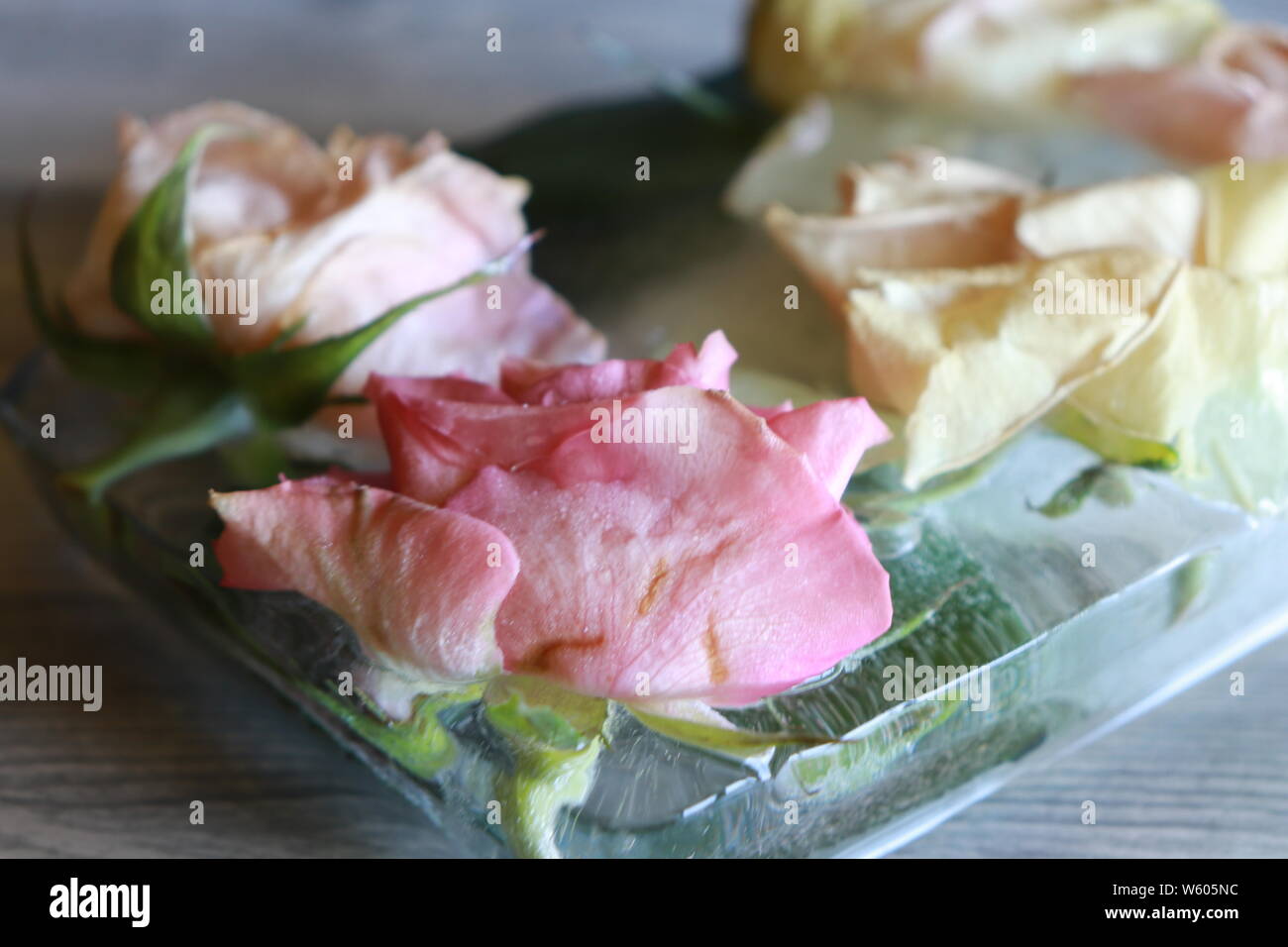 Frozen yellow roses hi-res stock photography and images - Alamy