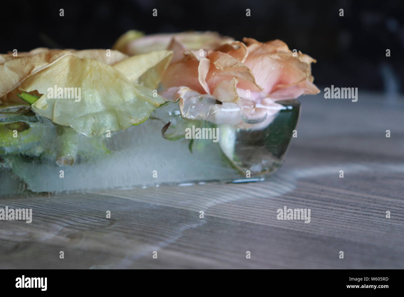 Frozen yellow roses hi-res stock photography and images - Alamy