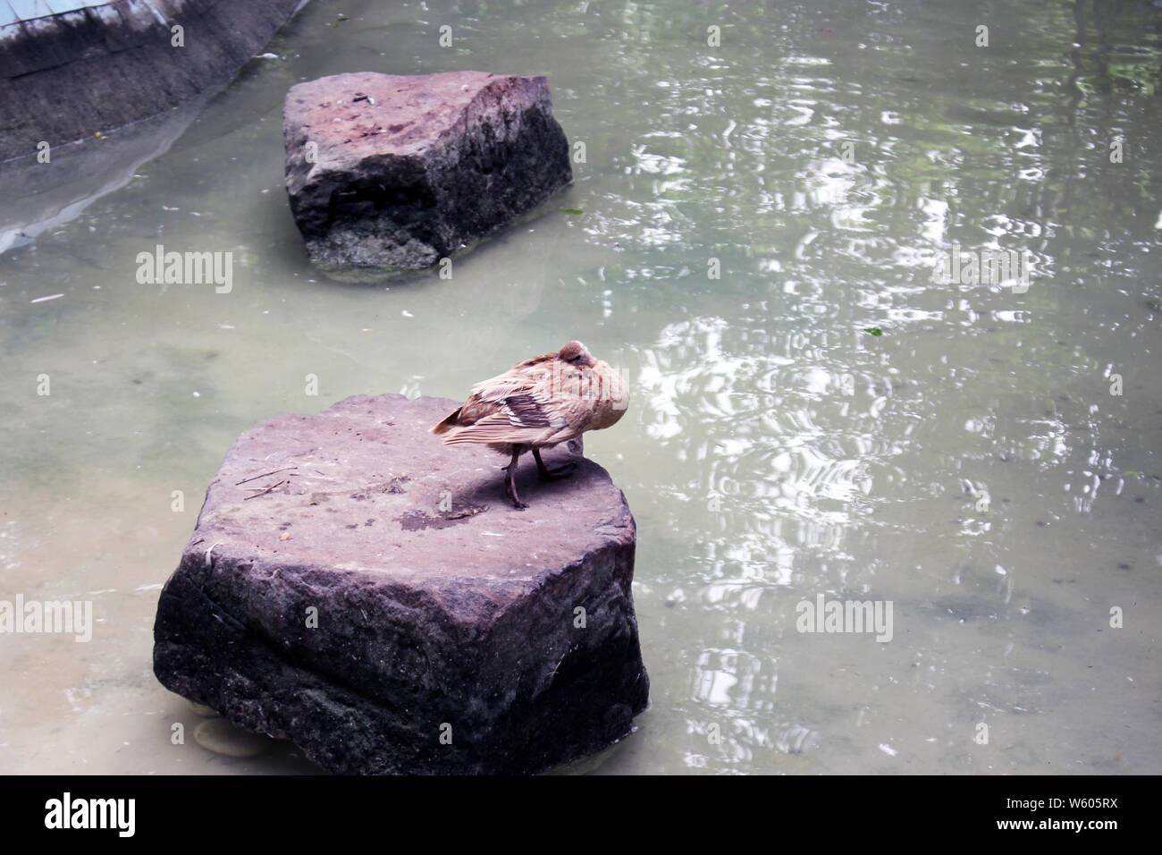 Bird after dive in water wildlife photograph Stock Photo - Alamy