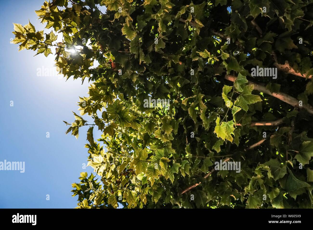 arbol y ramas del arbol Aliso, o Sicomoro de la especie es Platanus ...