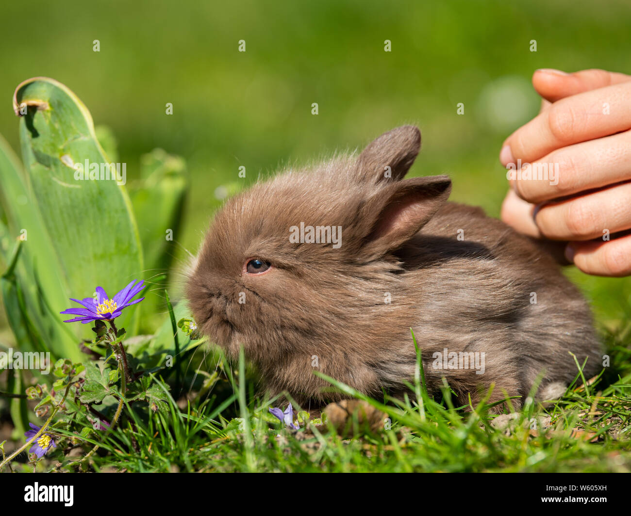 Child releasing a very young, cute brown rabbit in a meadow Stock Photo ...