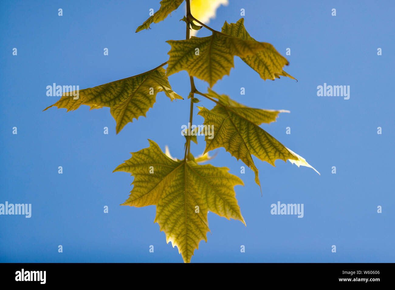 arbol y ramas del arbol Aliso, o Sicomoro de la especie es Platanus ...