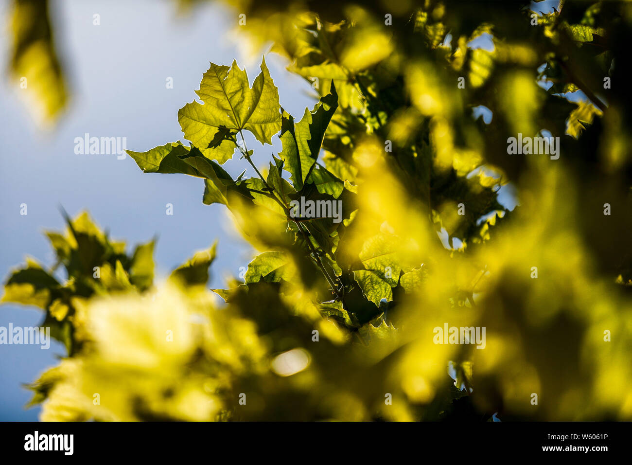 arbol y ramas del arbol Aliso, o Sicomoro de la especie es Platanus ...