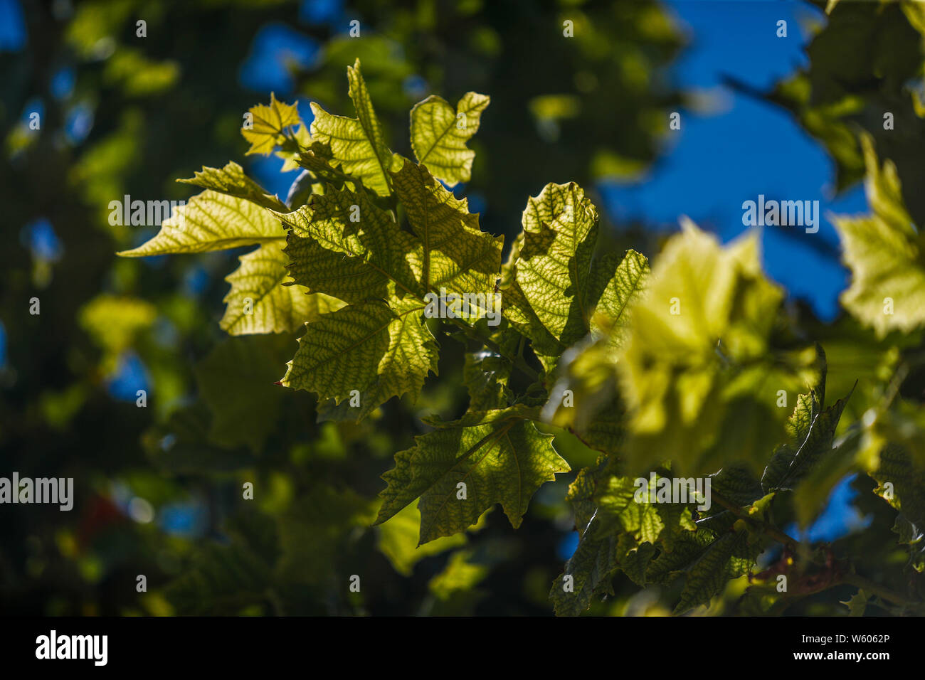 arbol y ramas del arbol Aliso, o Sicomoro de la especie es Platanus ...
