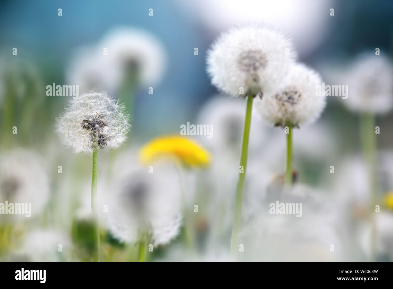 Field with dandelions and blue sky Stock Photo - Alamy