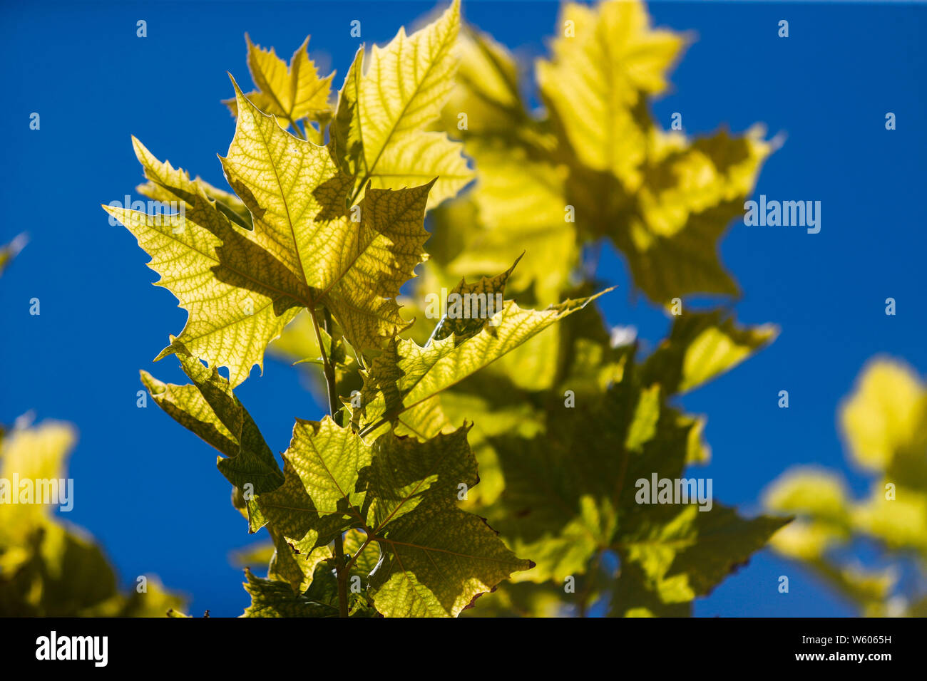 arbol y ramas del arbol Aliso, o Sicomoro de la especie es Platanus ...