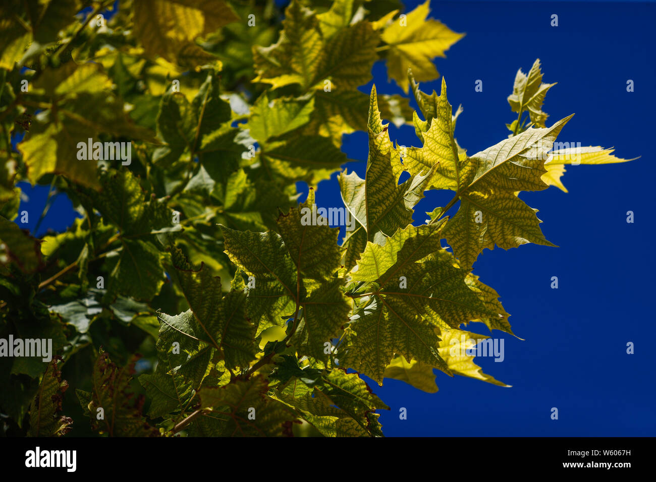arbol y ramas del arbol Aliso, o Sicomoro de la especie es Platanus ...