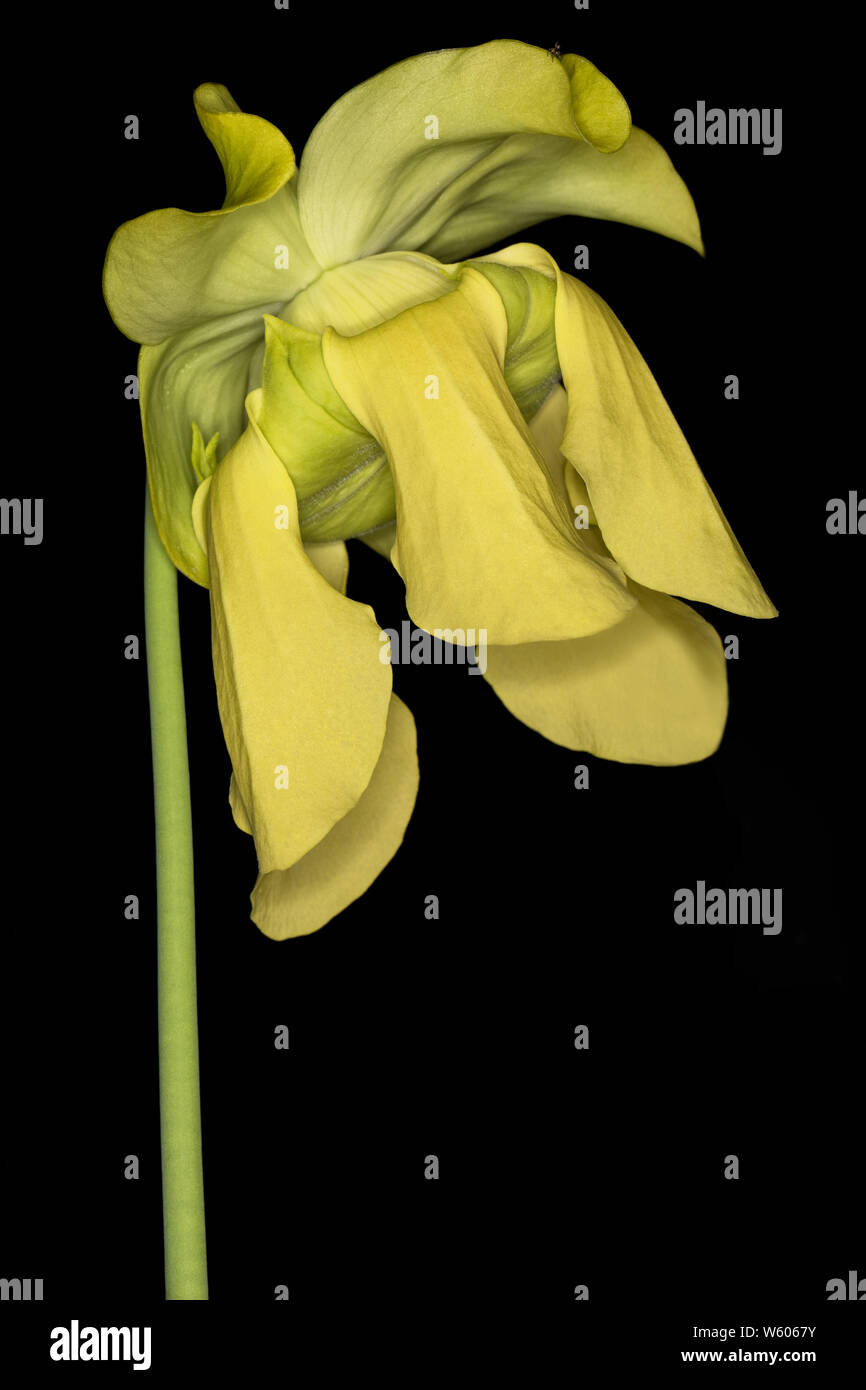 Sarracenia Flava var. Flava Stock Photo - Alamy