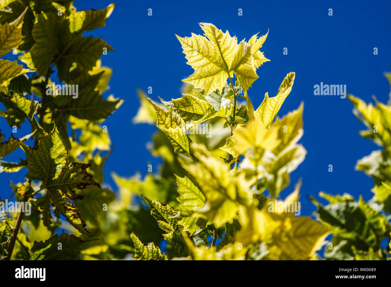 arbol y ramas del arbol Aliso, o Sicomoro de la especie es Platanus ...