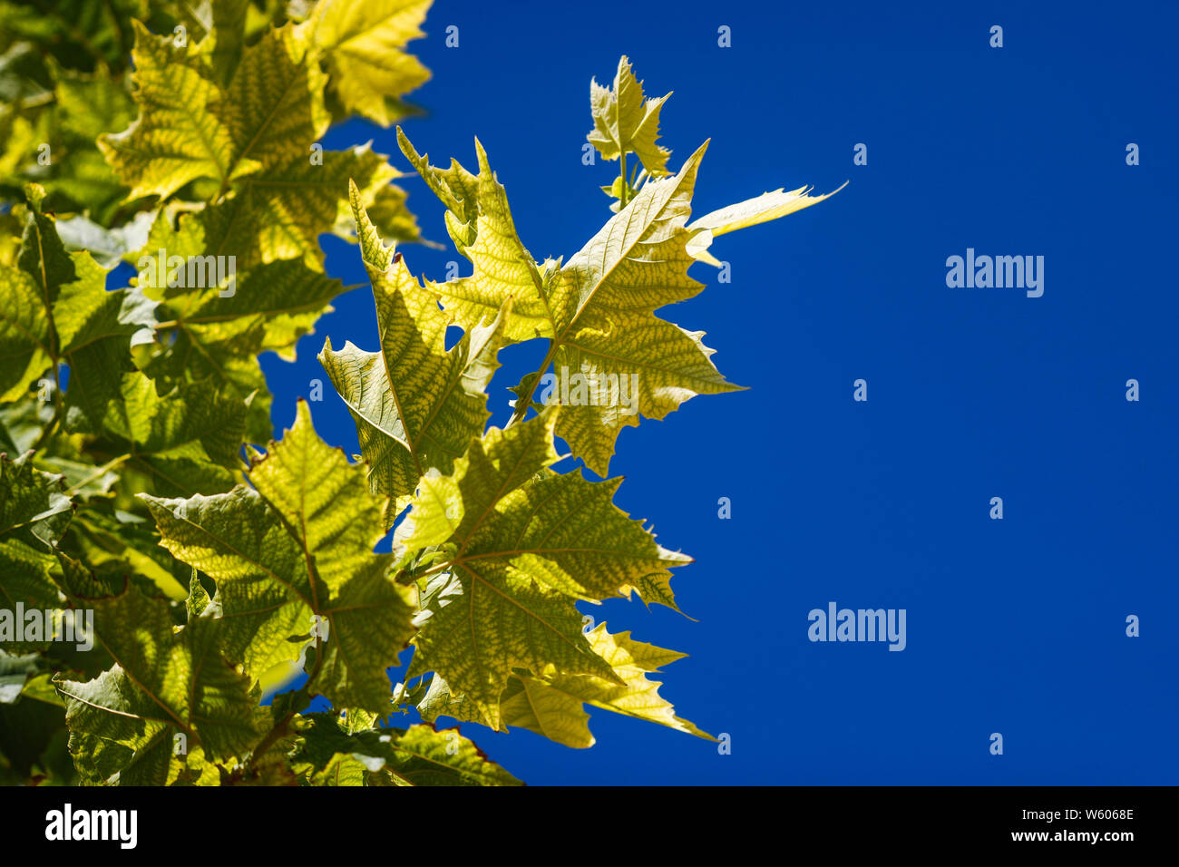 arbol y ramas del arbol Aliso, o Sicomoro de la especie es Platanus ...