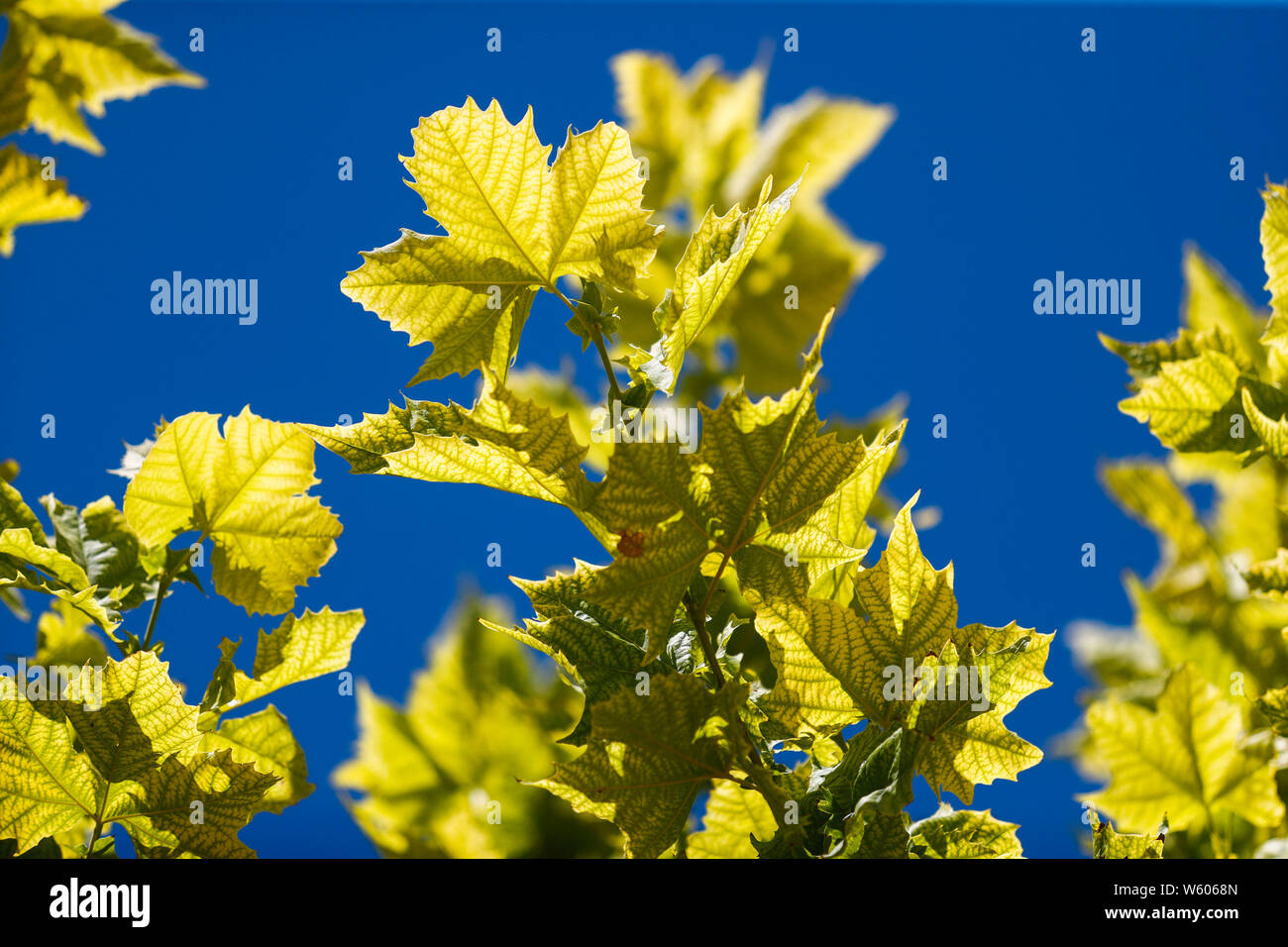 arbol y ramas del arbol Aliso, o Sicomoro de la especie es Platanus ...