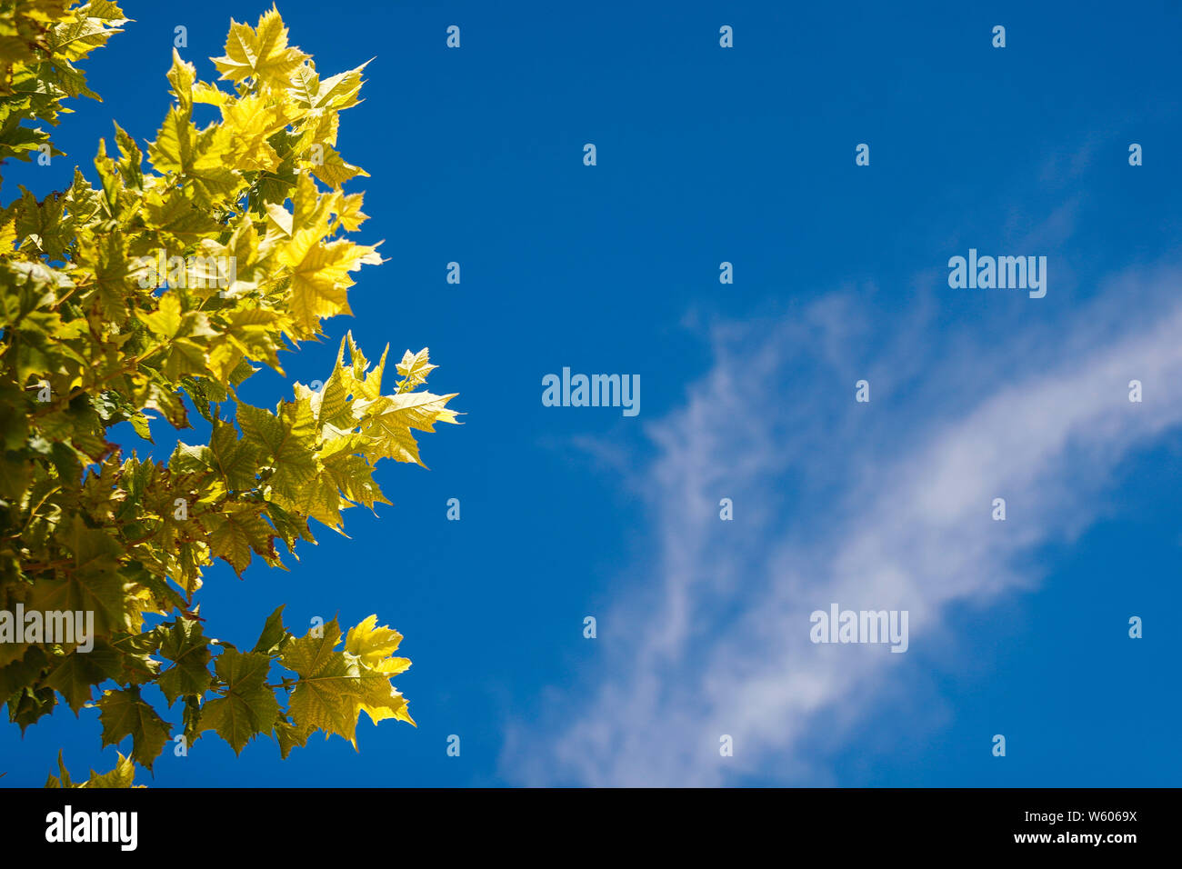 arbol y ramas del arbol Aliso, o Sicomoro de la especie es Platanus ...