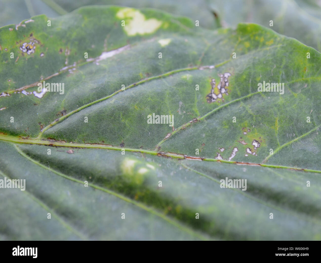Xanthomonas hi-res stock photography and images - Alamy