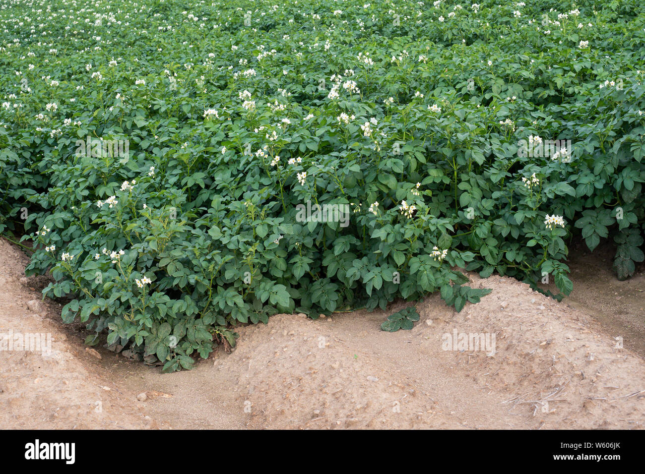 Potato flowers blooming in the field. Field with flourishing potato ...
