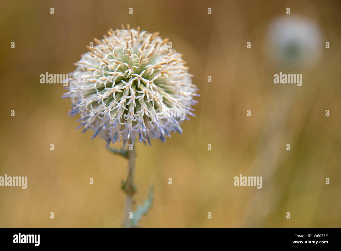 Echinops flower on a blurred background with free space Stock Photo - Alamy