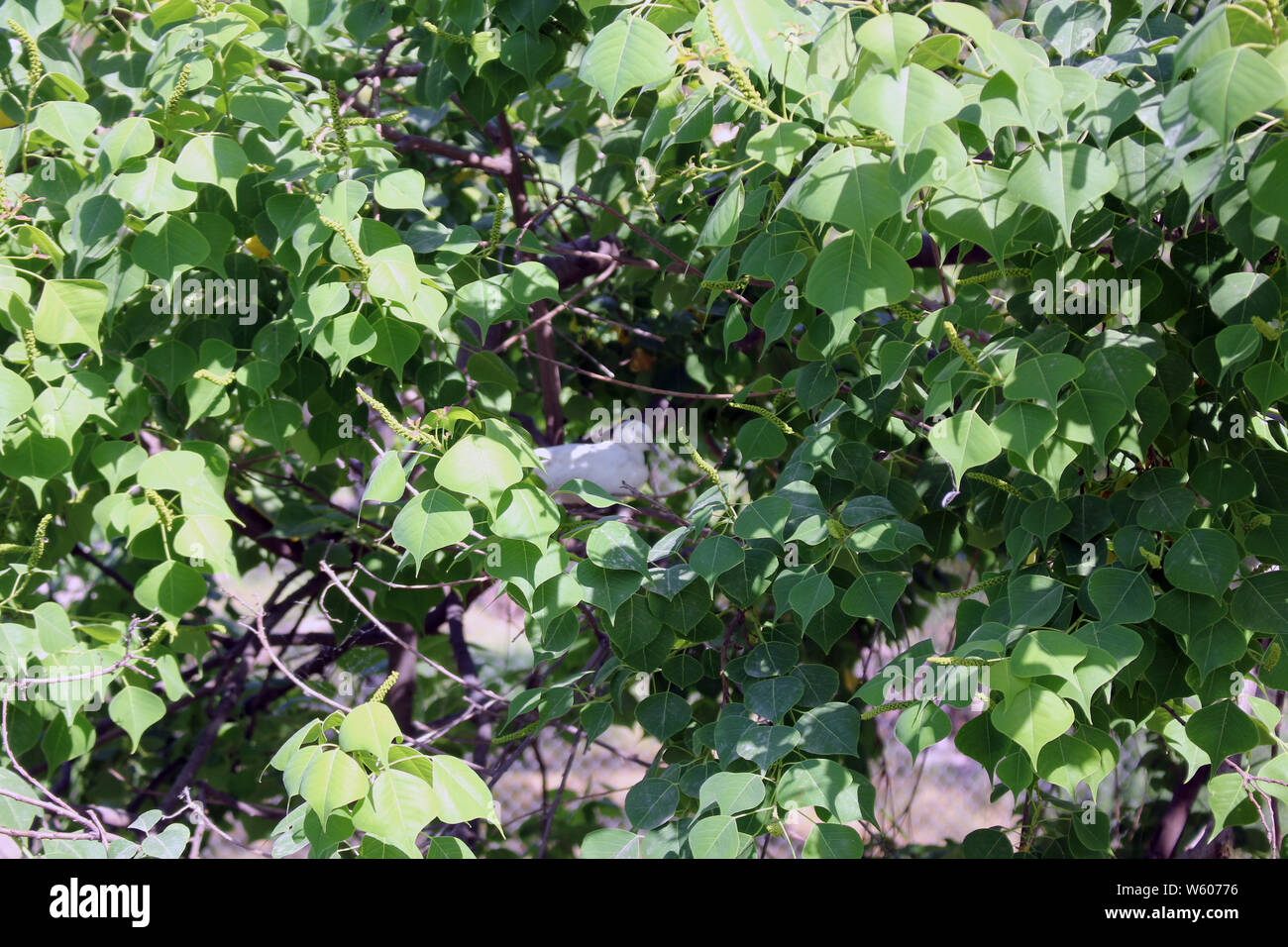 pigeon hidden in leaves wildlife Animals Photograph Stock Photo - Alamy