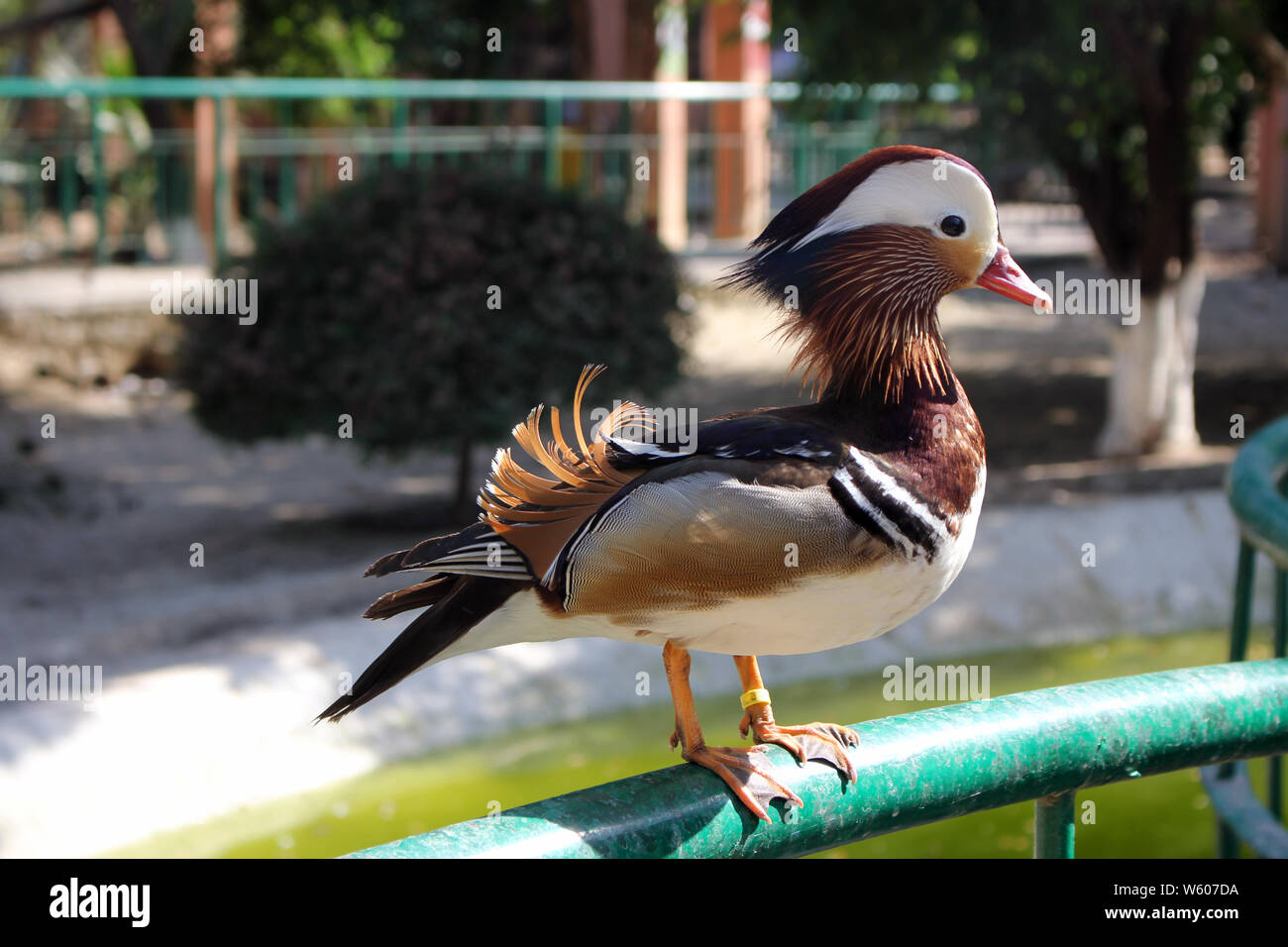 Beautiful bird animals hi-res stock photography and images - Alamy