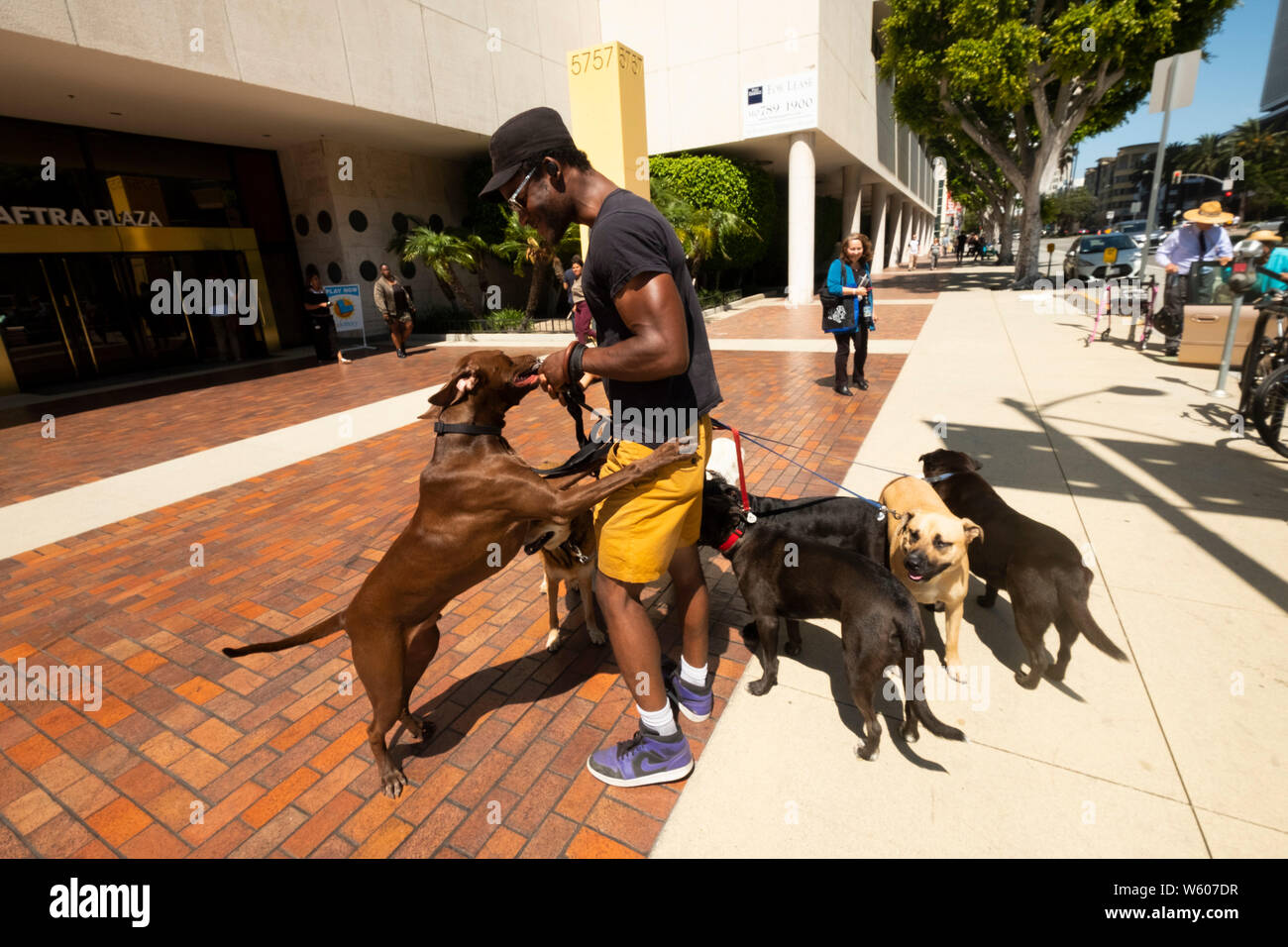 Dog Walking, Los Angeles, California, United States of America Stock ...