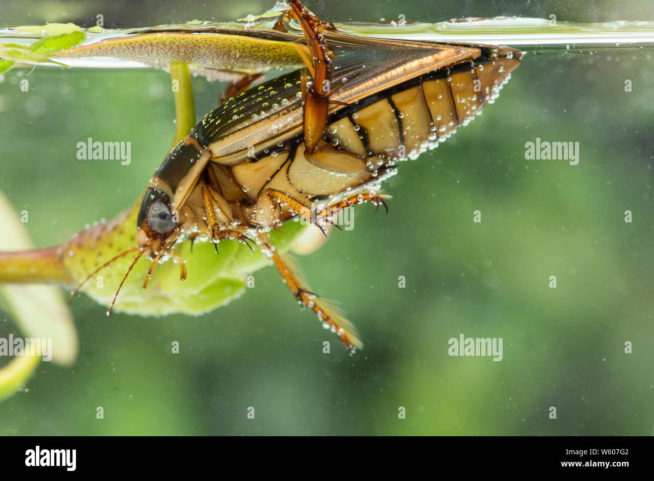 Air breathing insect hi-res stock photography and images - Alamy