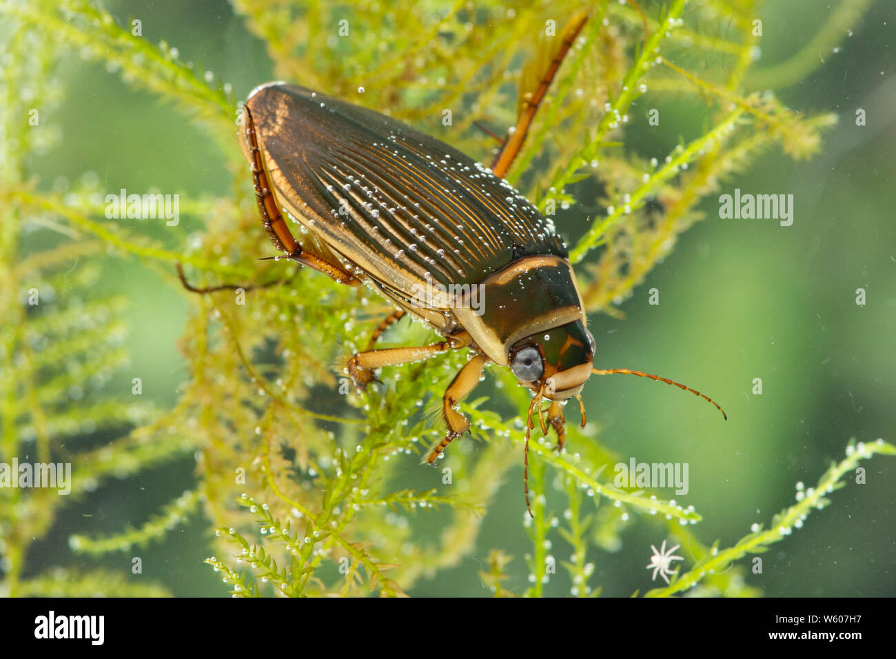 Great Diving Beetle under the water, Dytiscus marginalis, female ...