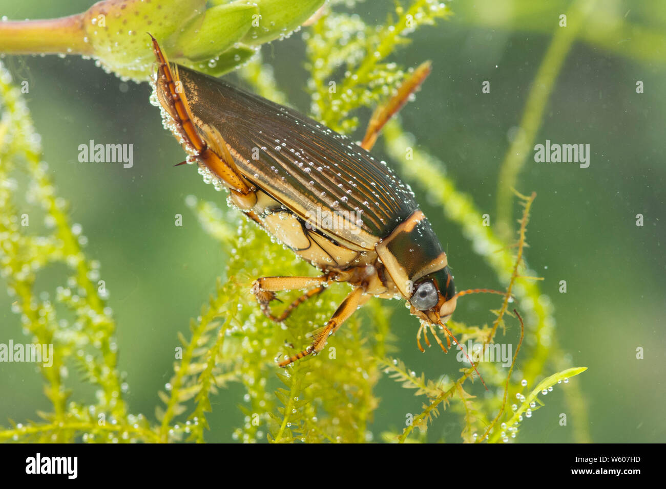 Female diving beetle hi-res stock photography and images - Alamy