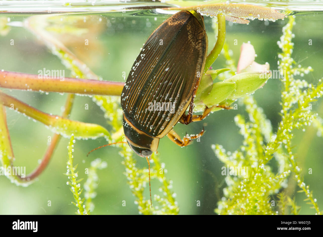 Air breathing insect hi-res stock photography and images - Alamy