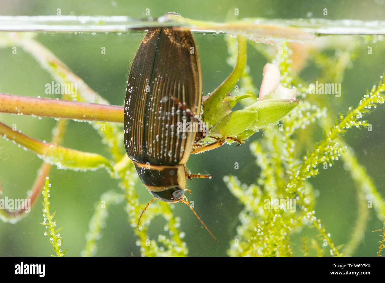 Air Breathing Insect High Resolution Stock Photography and Images - Alamy