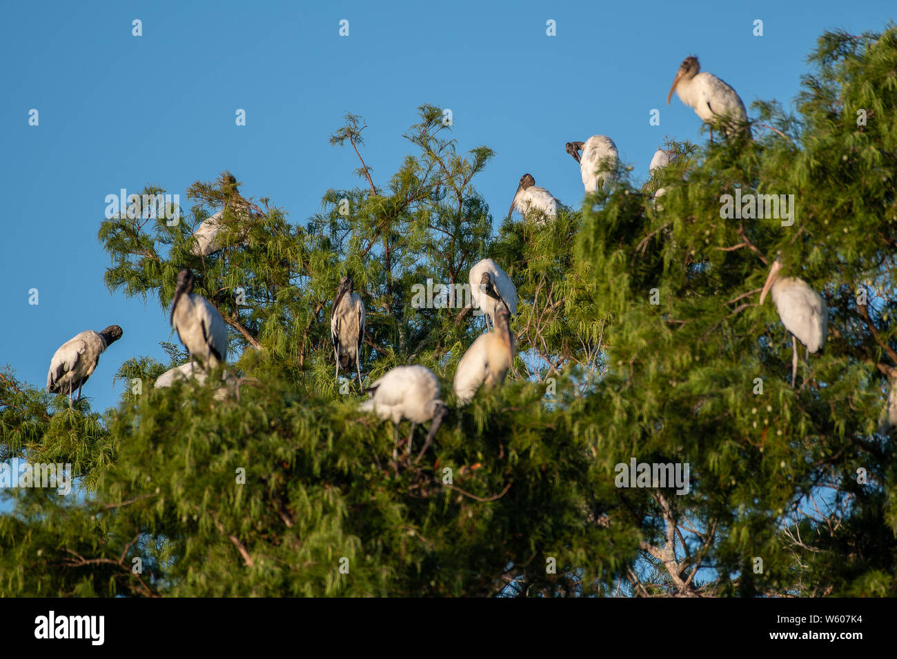 Florida bird wild in tree hi-res stock photography and images - Alamy