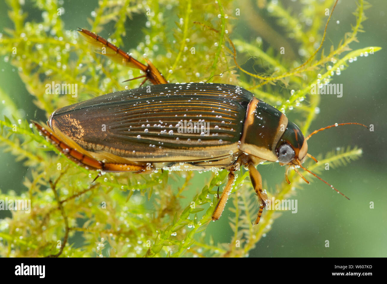 Great Diving Beetle under the water, Dytiscus marginalis, female ...