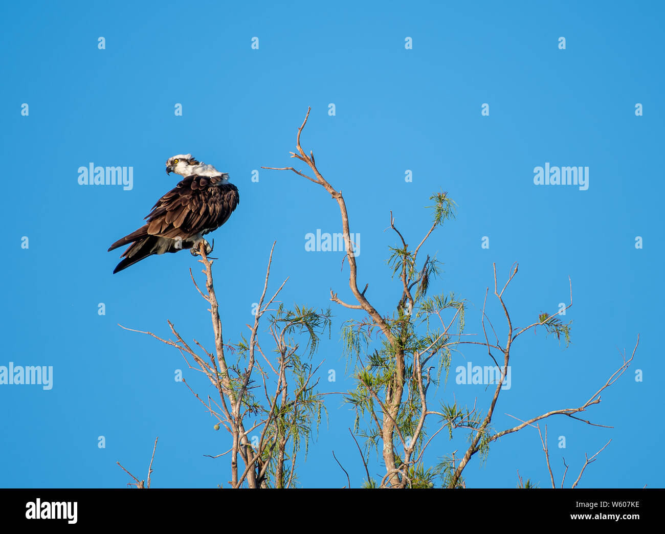 Osprey in a tree peering over his shoulder on a bright sunny day Stock ...