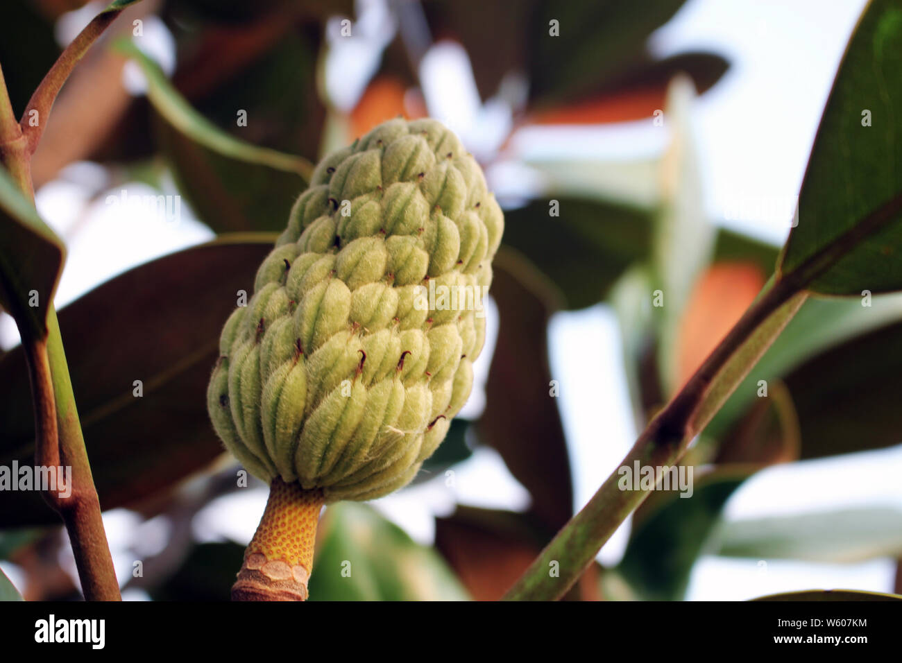 Green dinosaur fruit tree hi-res stock photography and images - Alamy