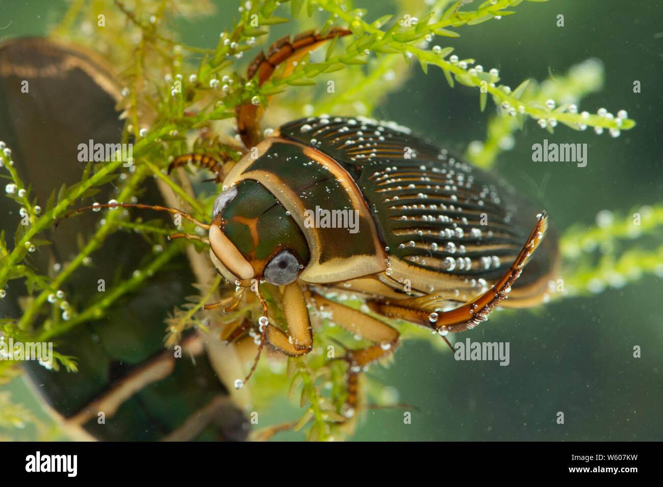 Female diving beetle hi-res stock photography and images - Alamy