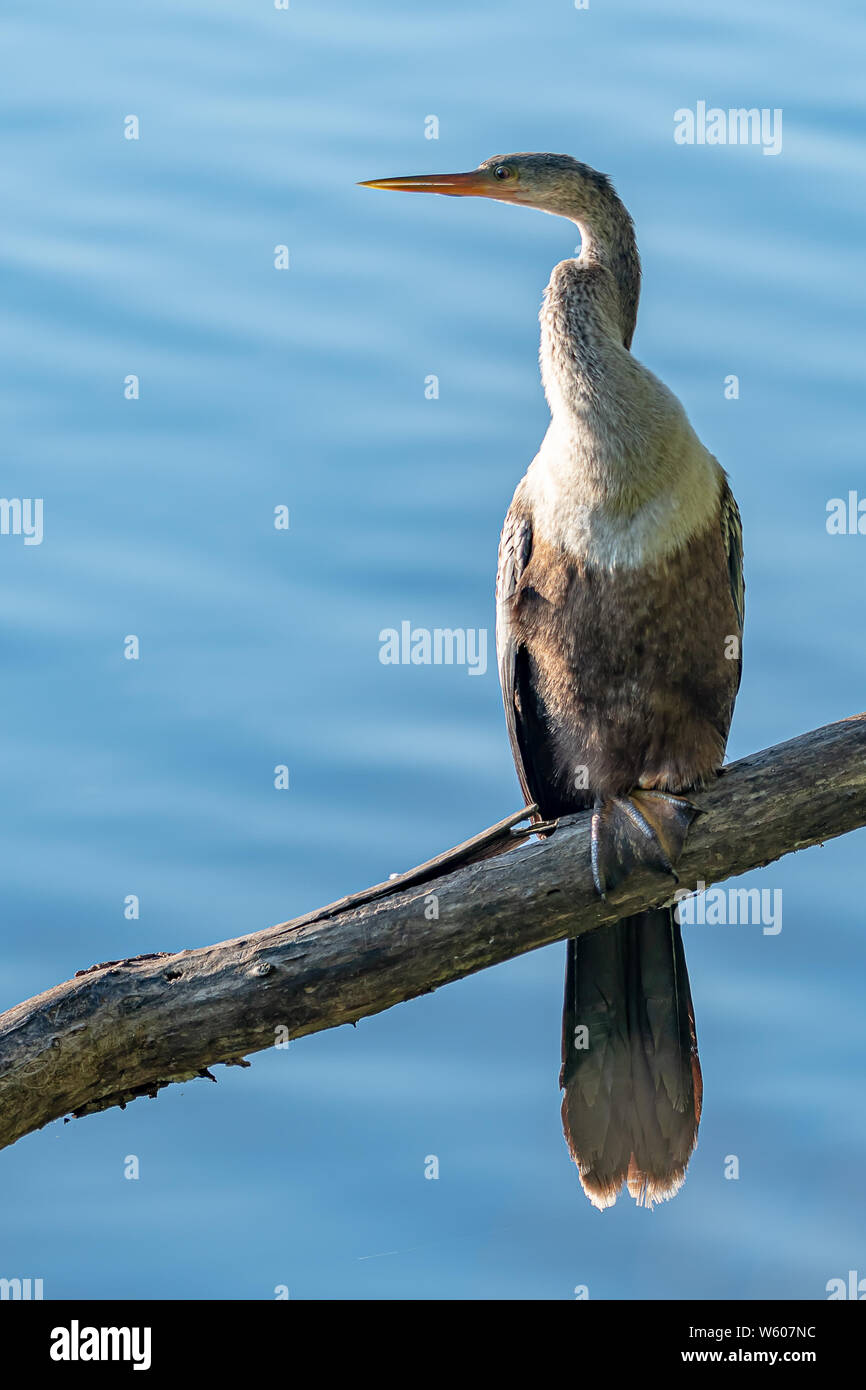Anhinga feathers hi-res stock photography and images - Alamy