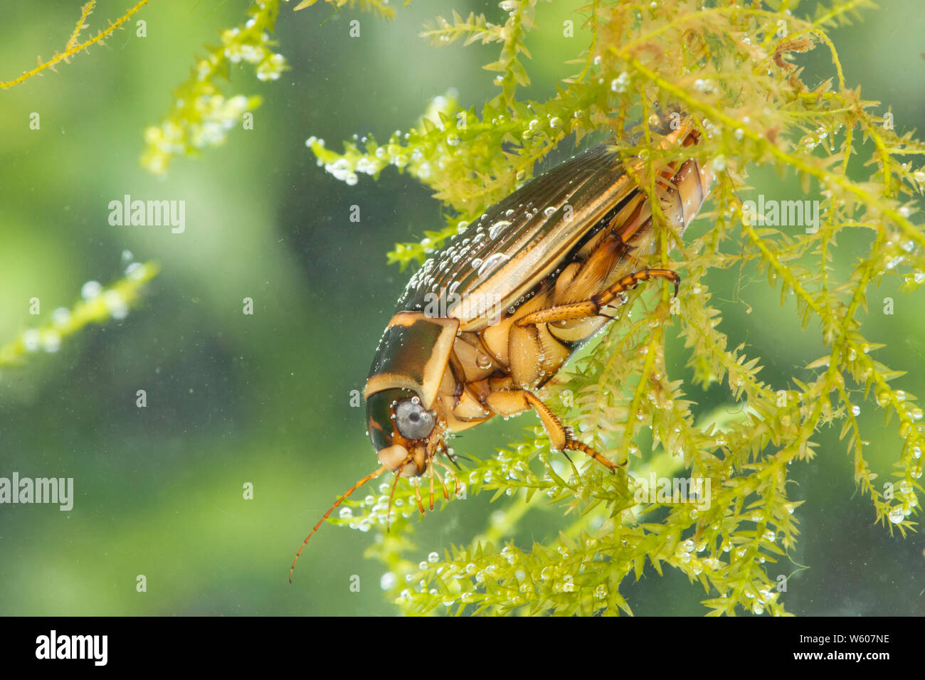 Diving beetle hi-res stock photography and images - Alamy