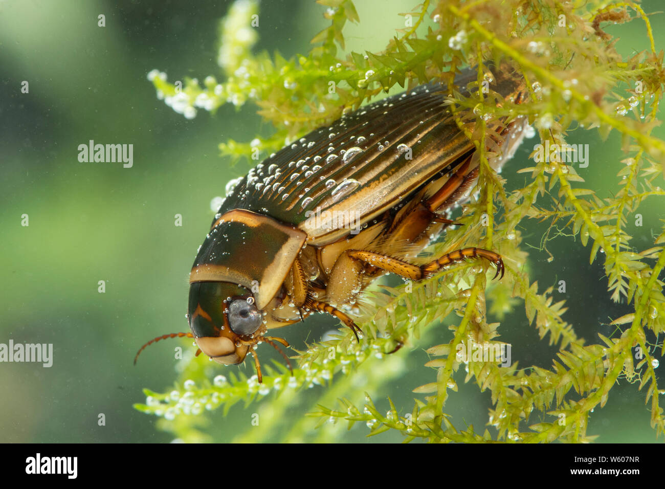 Great Diving Beetle under the water, Dytiscus marginalis, female ...