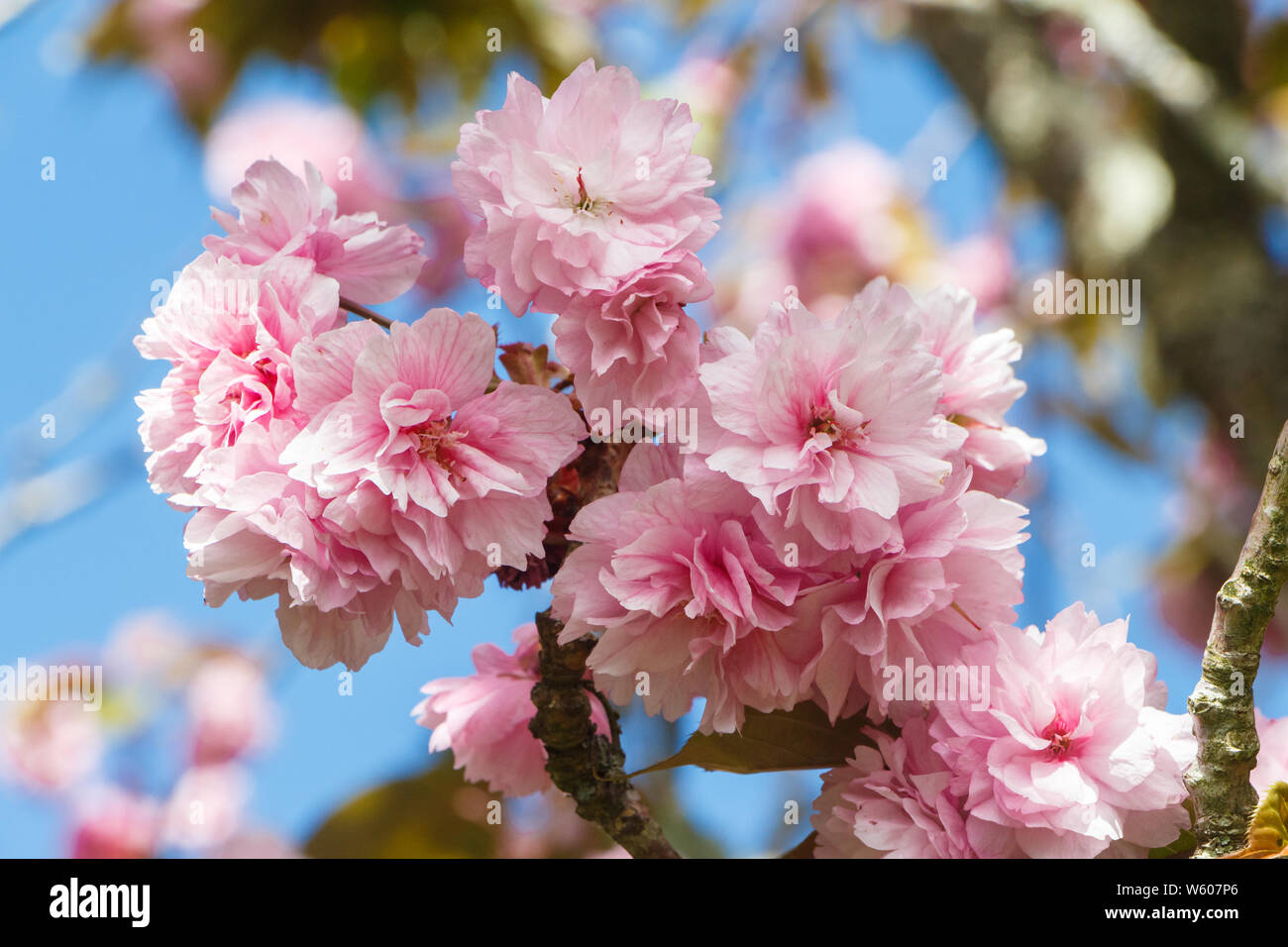 Flowers of japanese cherry tree in a garden during spring Stock Photo ...