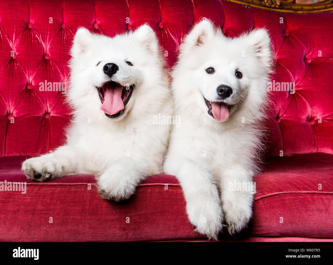 Samoyed dogs on the red luxury couch Stock Photo - Alamy