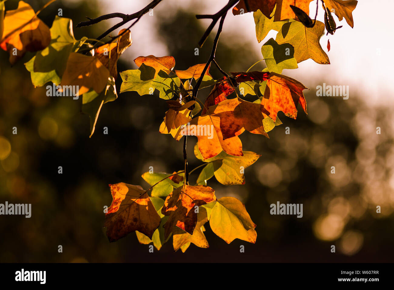 Colorful camphor laurel hi-res stock photography and images - Alamy