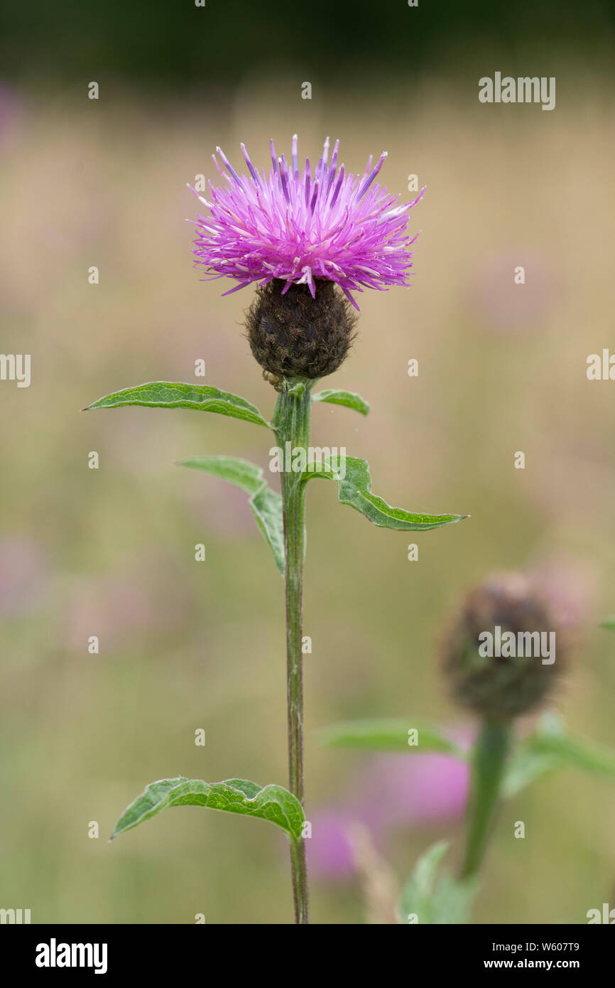 British meadow flowers hi-res stock photography and images - Alamy