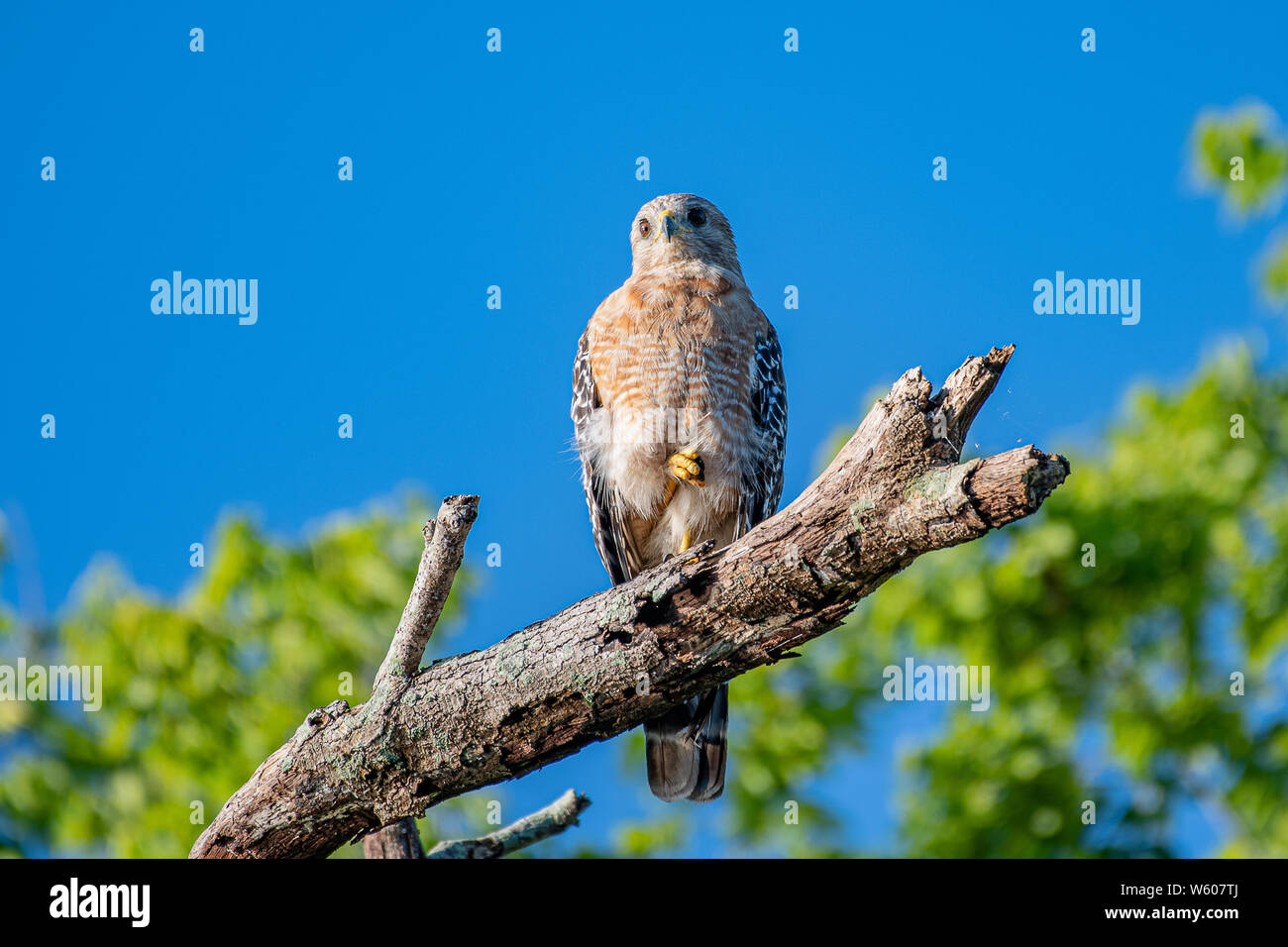 Sitting hawk hi-res stock photography and images - Alamy