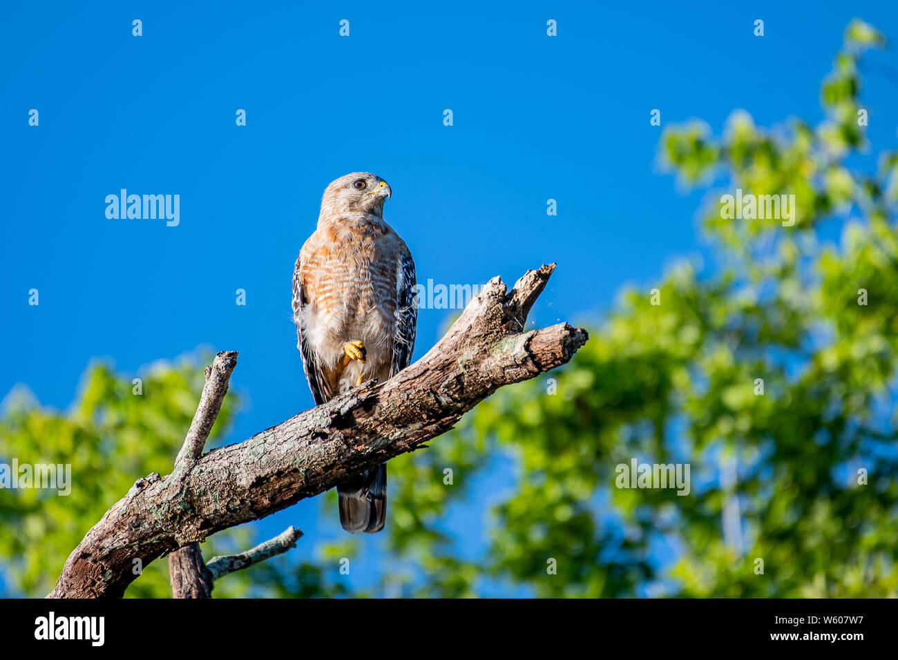 Red shouldered hawk staring off in the distance sitting on a branch ...