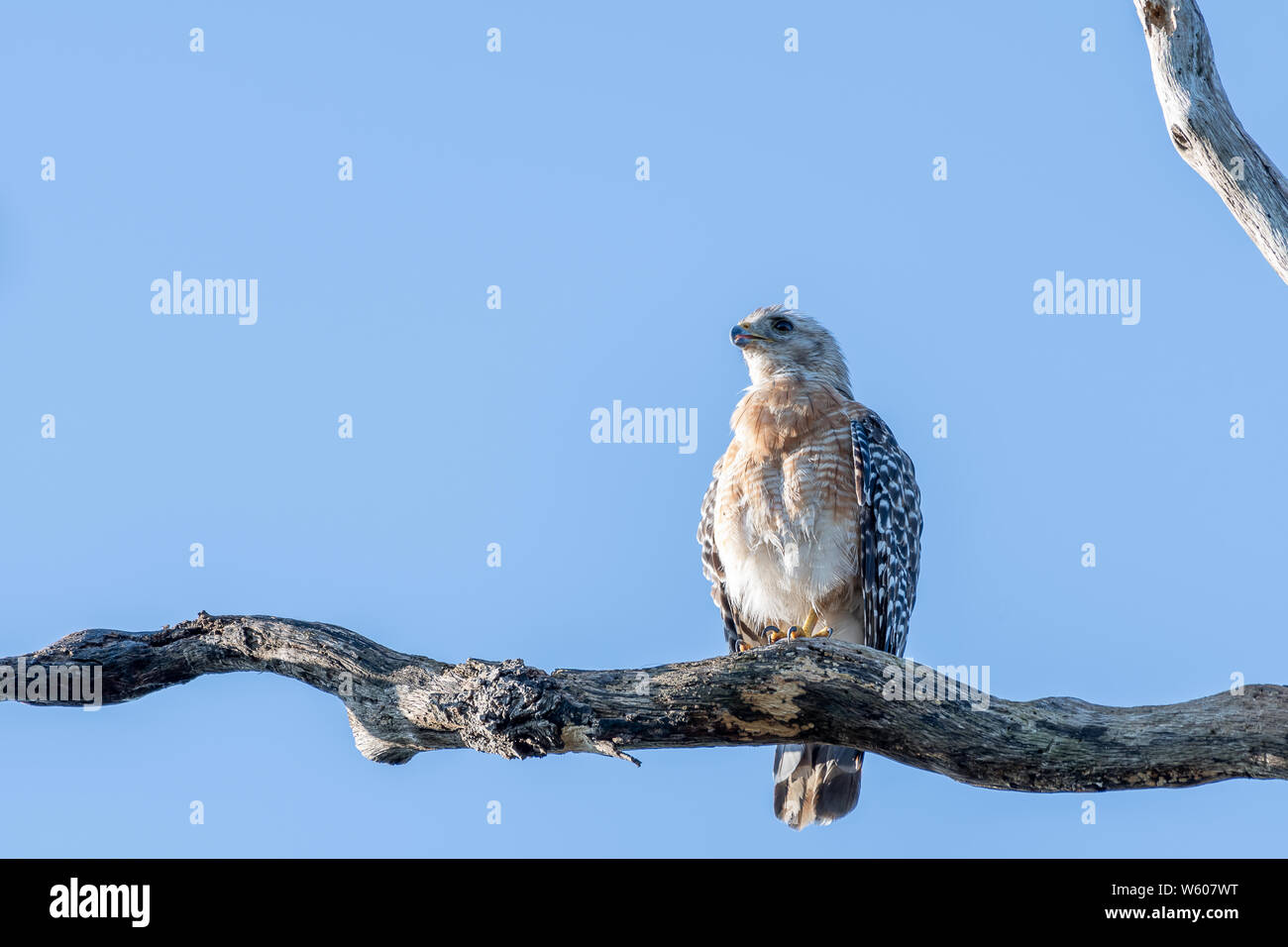 Red shouldered hawk staring in the distance sitting on a branch Stock ...