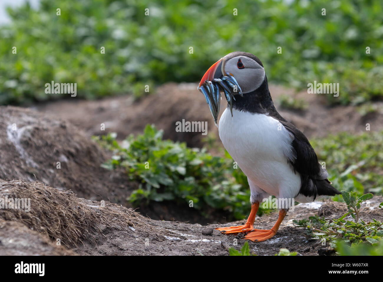 Puffin Farne Islands Burrow High Resolution Stock Photography and ...